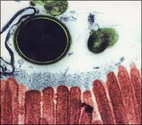 cell.(通常盤) | 宅配CDレンタルのTSUTAYA DISCAS